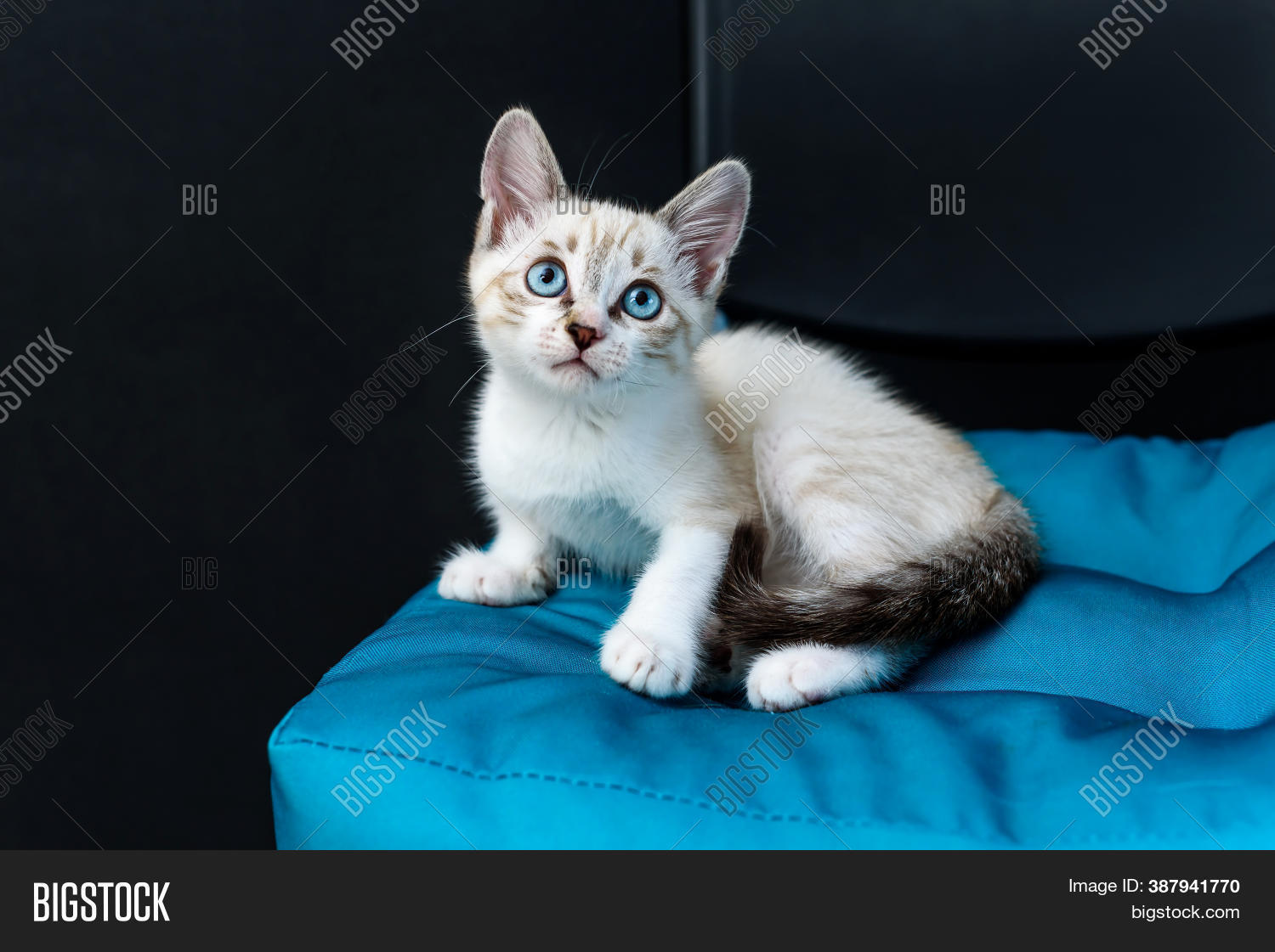 Cute Tabby Kitten Blue Image & Photo (Free Trial) | Bigstock
