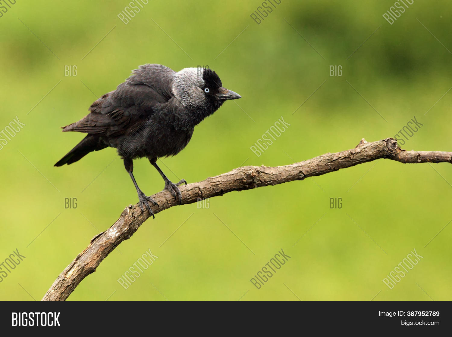Western Jackdaw ( Image & Photo (Free Trial) | Bigstock