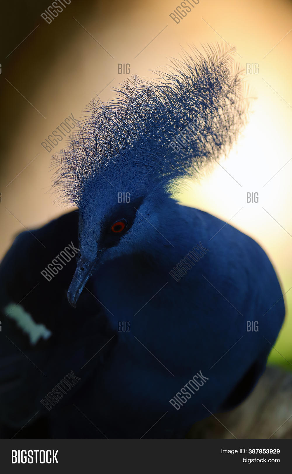 Western Crowned Pigeon Image & Photo (Free Trial) | Bigstock