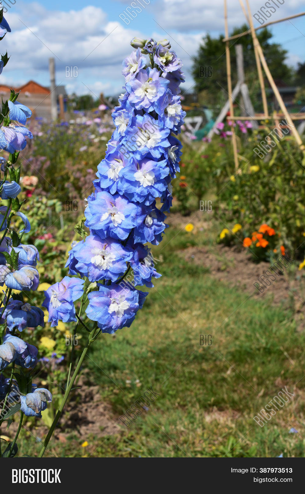 Tall Flower Spike Image & Photo (Free Trial) | Bigstock