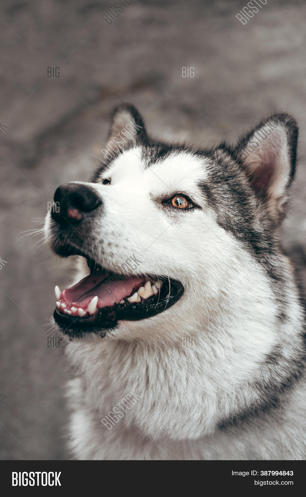 Female Malamute Image & Photo (Free Trial) | Bigstock
