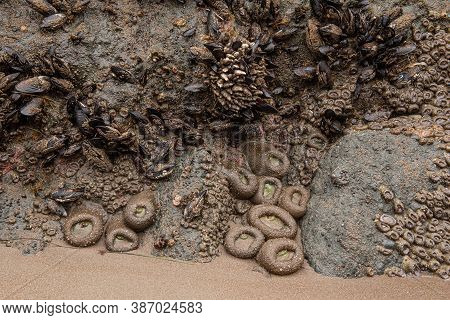 Tide Pool Animals: Image & Photo (Free Trial) | Bigstock