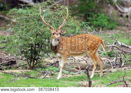 Chital Cheetal (axis Image & Photo (Free Trial) | Bigstock