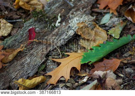 Close Forest Floor, Image & Photo (Free Trial) | Bigstock