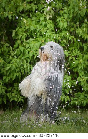 Adult Bearder Collie Image & Photo (Free Trial) | Bigstock
