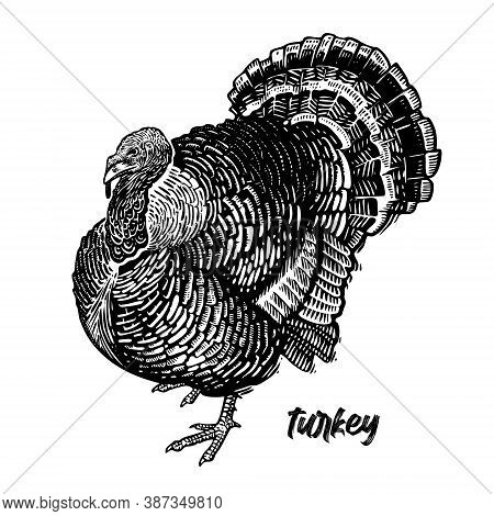 Turkey. Farm Bird. Vector & Photo (Free Trial) | Bigstock