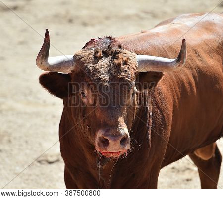 Face Strong Bull Big Image & Photo (Free Trial) | Bigstock
