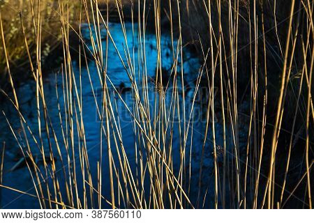 Dry Yellow Thin Reed Grass. Pattern, Texture, Macro, Close-up. Blue ...
