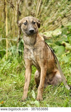 Brown Dog, Ears On Image & Photo (Free Trial) | Bigstock