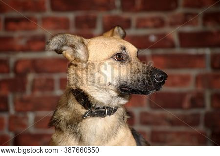 Scared Dog Images, Illustrations & Vectors (Free) - Bigstock