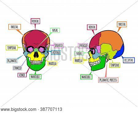 Human's Skull Anatomy Image & Photo (Free Trial) | Bigstock