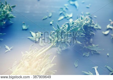 Trim Cannabis Buds. Image & Photo (Free Trial) | Bigstock