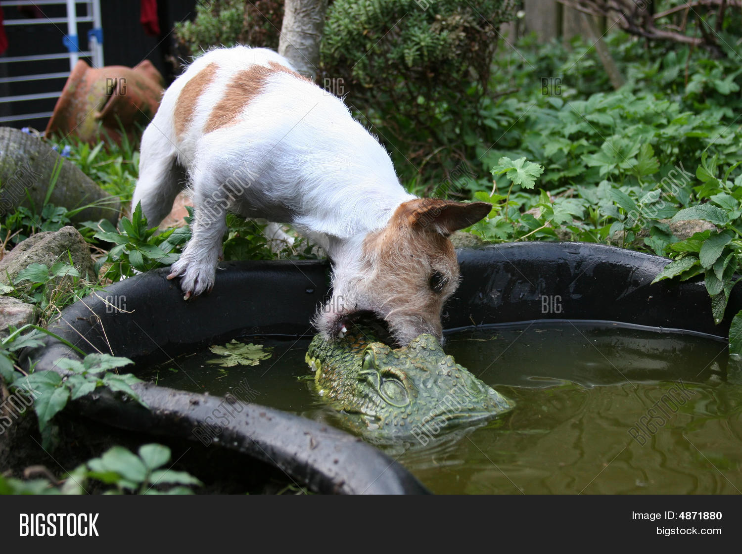 Jack Russel Terrier Image & Photo (Free Trial) | Bigstock