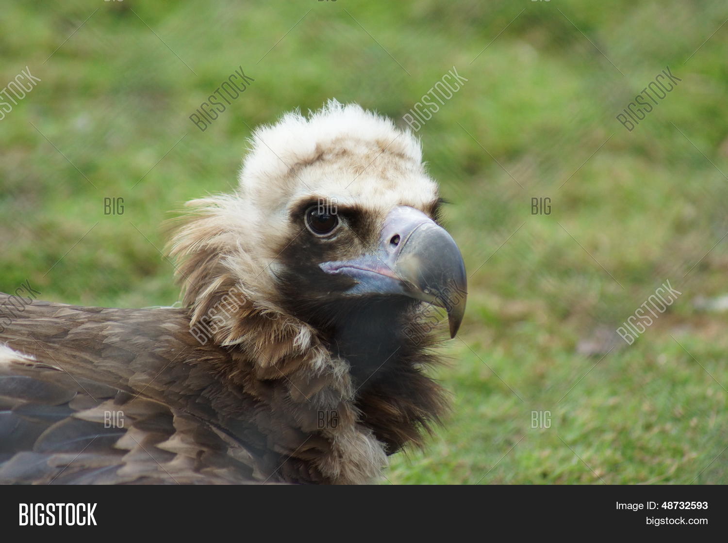 European Black Vulture Image & Photo (Free Trial) | Bigstock