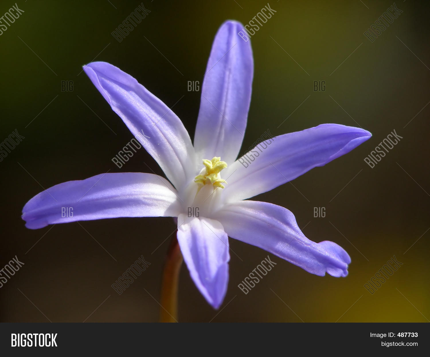 Blue Spring Flower Image & Photo (Free Trial) | Bigstock