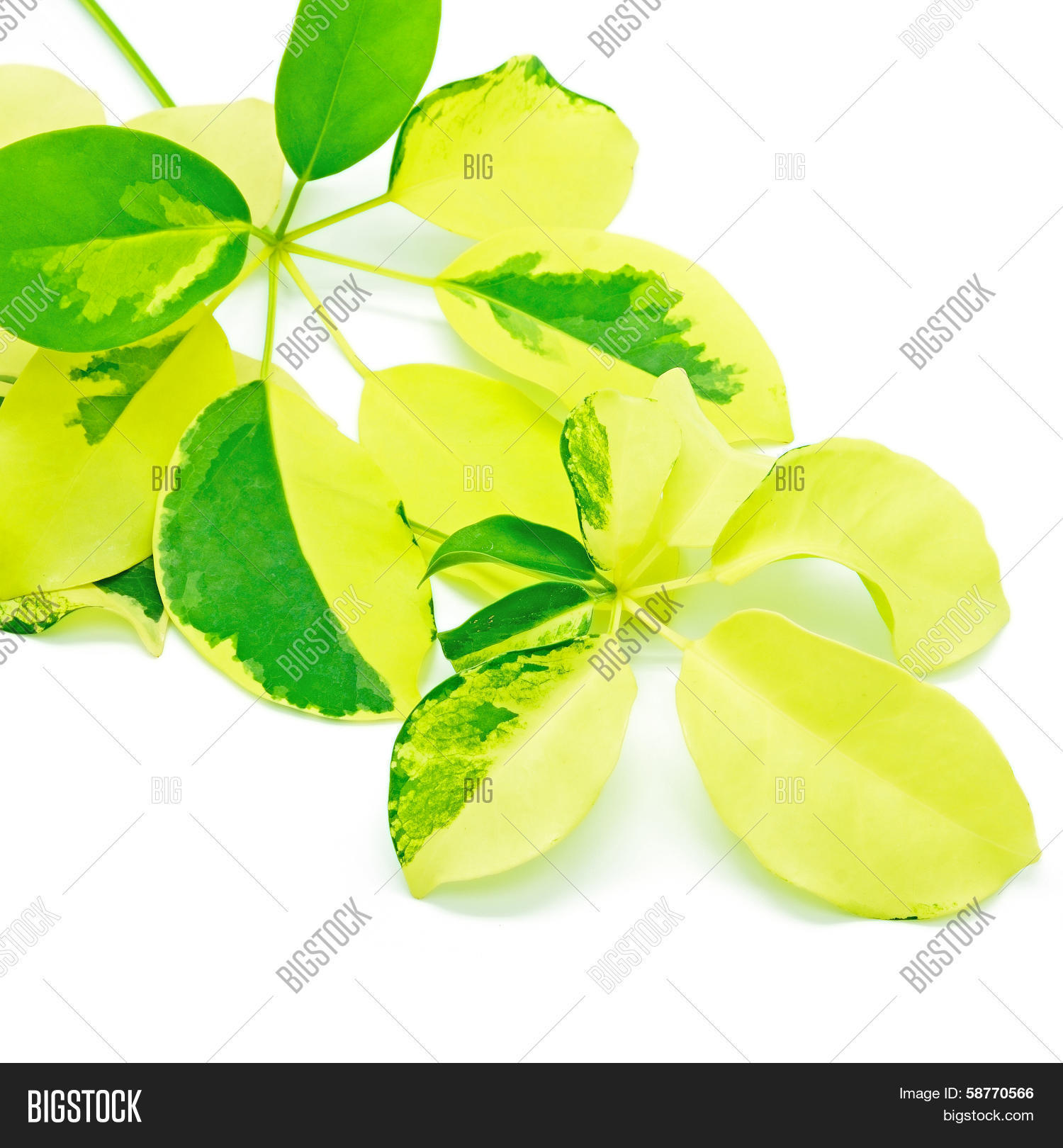 Umbrella Tree Image & Photo (Free Trial) | Bigstock
