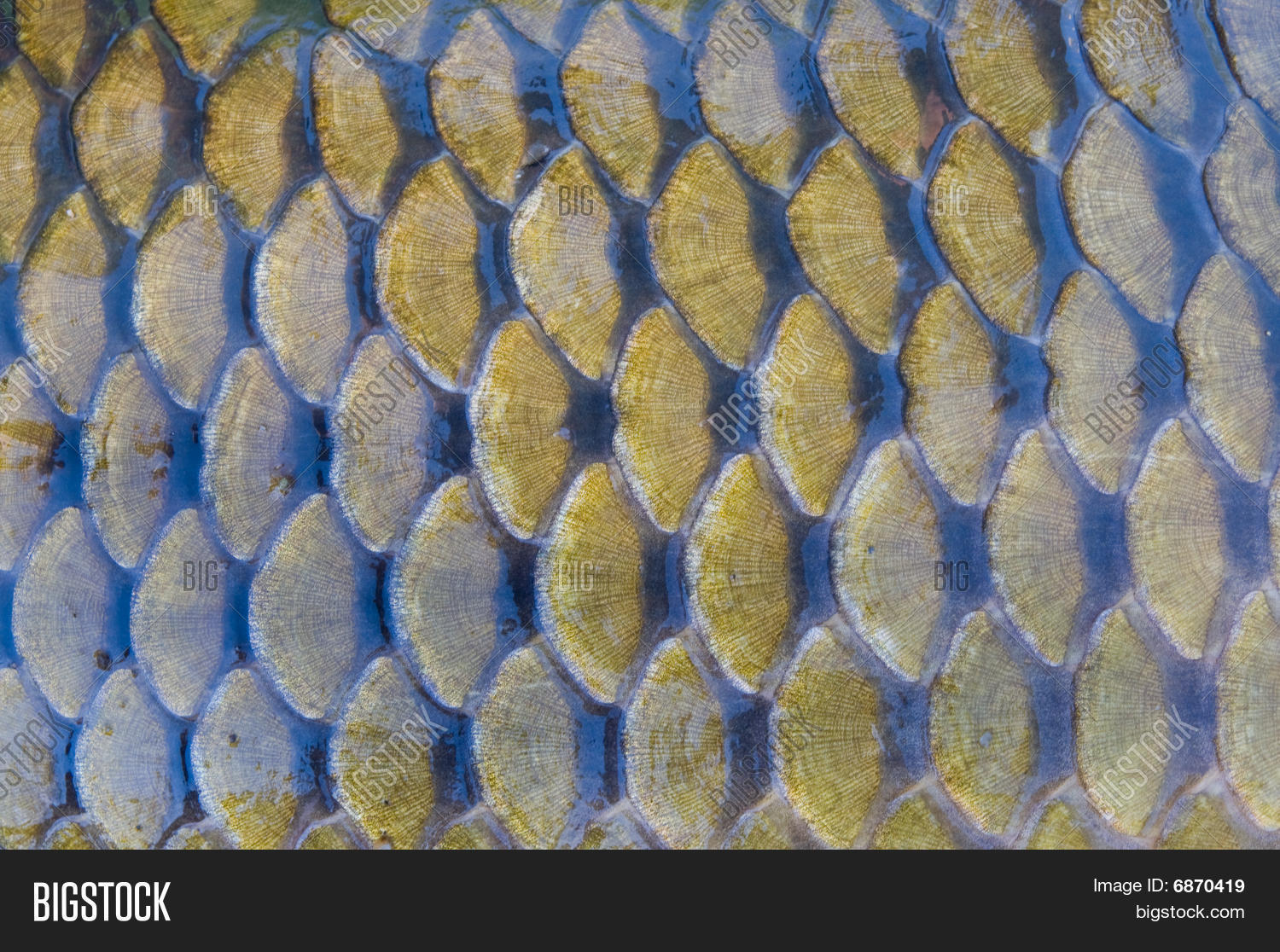 Fish Scales Background Image & Photo (Free Trial) | Bigstock