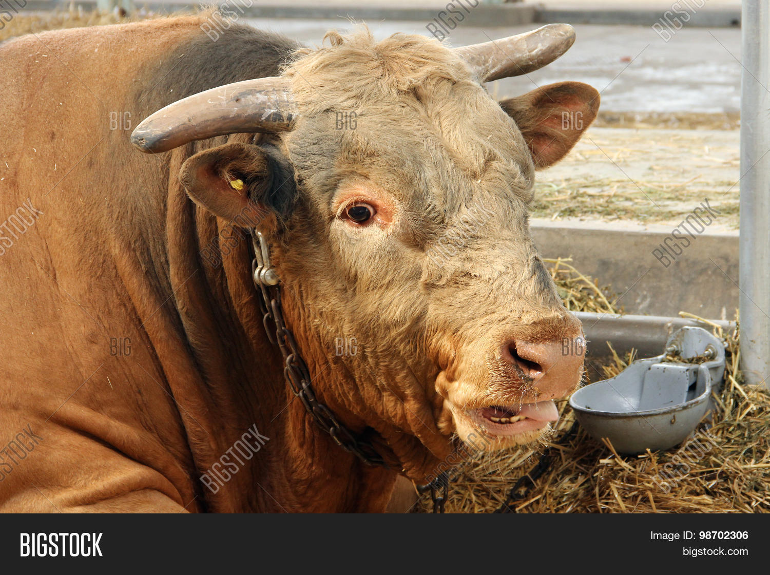 Tied Bull Laying On Image & Photo (Free Trial) | Bigstock
