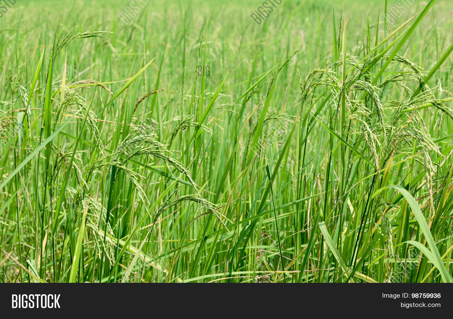 Harvest Rice Paddy Image & Photo (Free Trial) | Bigstock