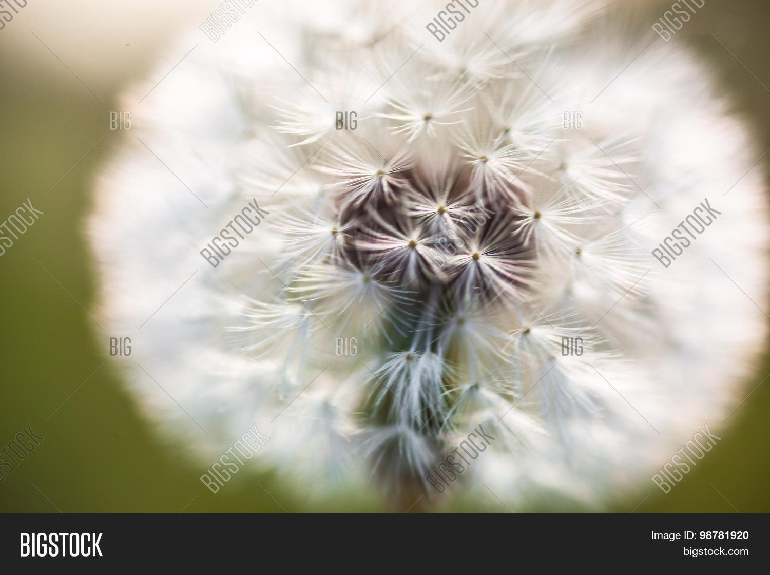 Globular Head Seeds Image & Photo (Free Trial) | Bigstock