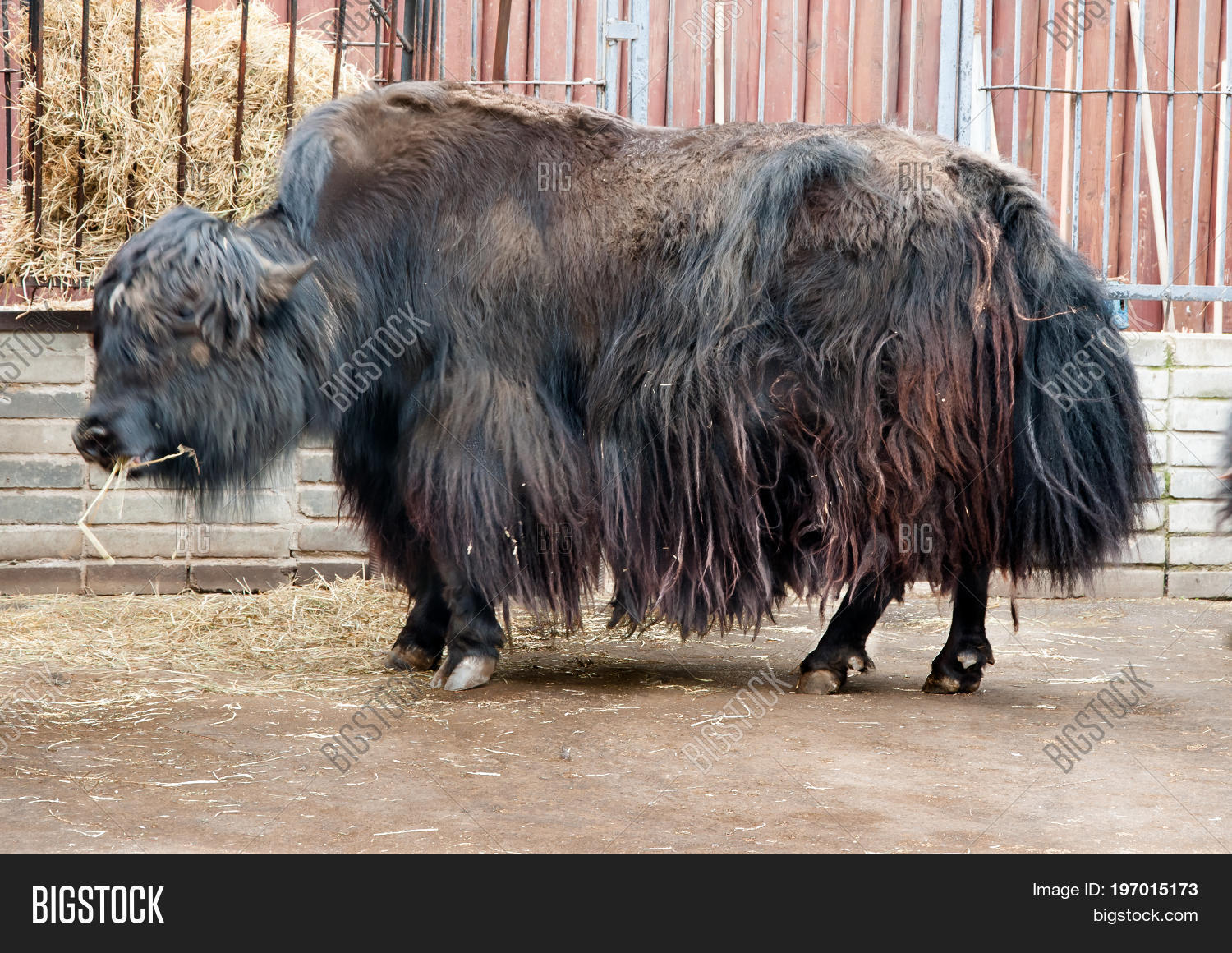 Muskox Musk Ox Cage Image & Photo (Free Trial) | Bigstock