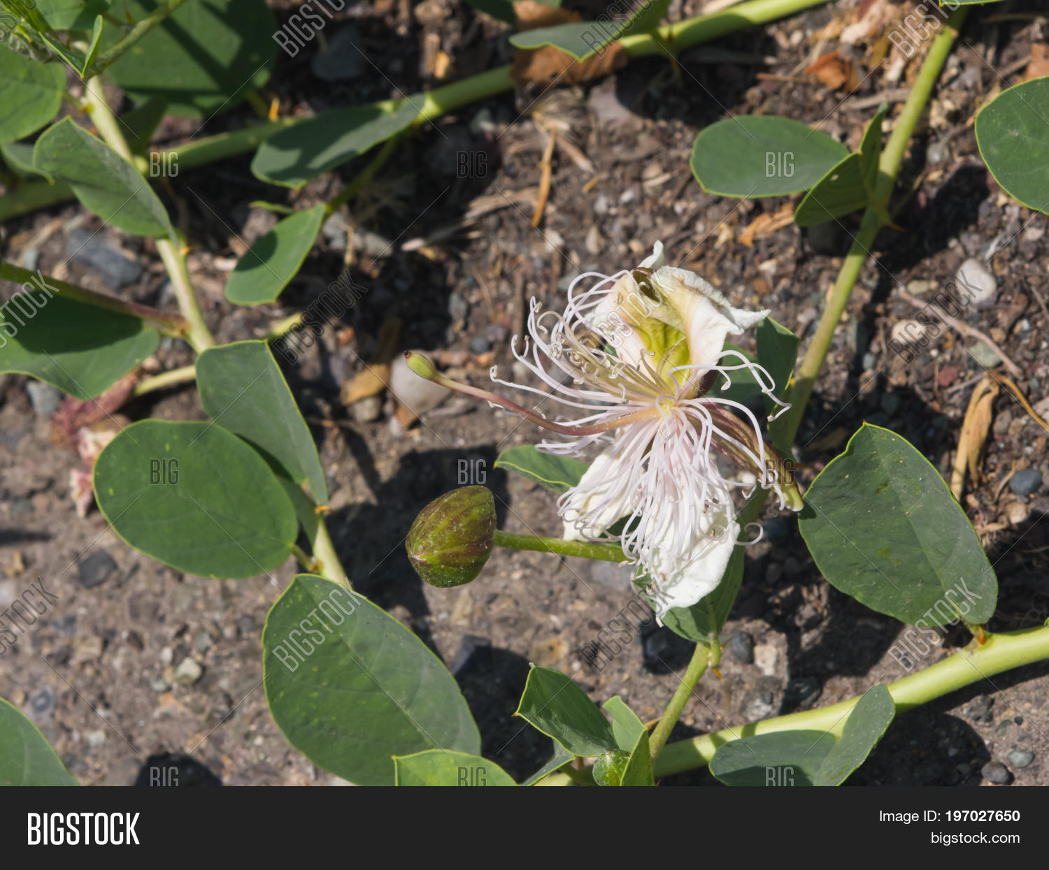 Wild Caper Bush Image & Photo (Free Trial) | Bigstock