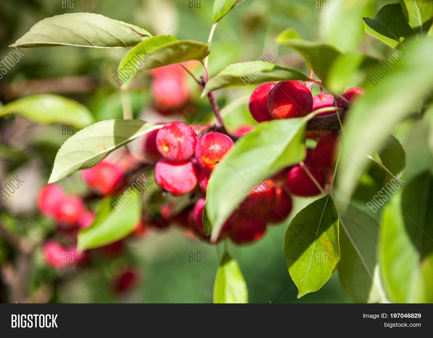 Pink Chinese Apples On Image & Photo (Free Trial) | Bigstock