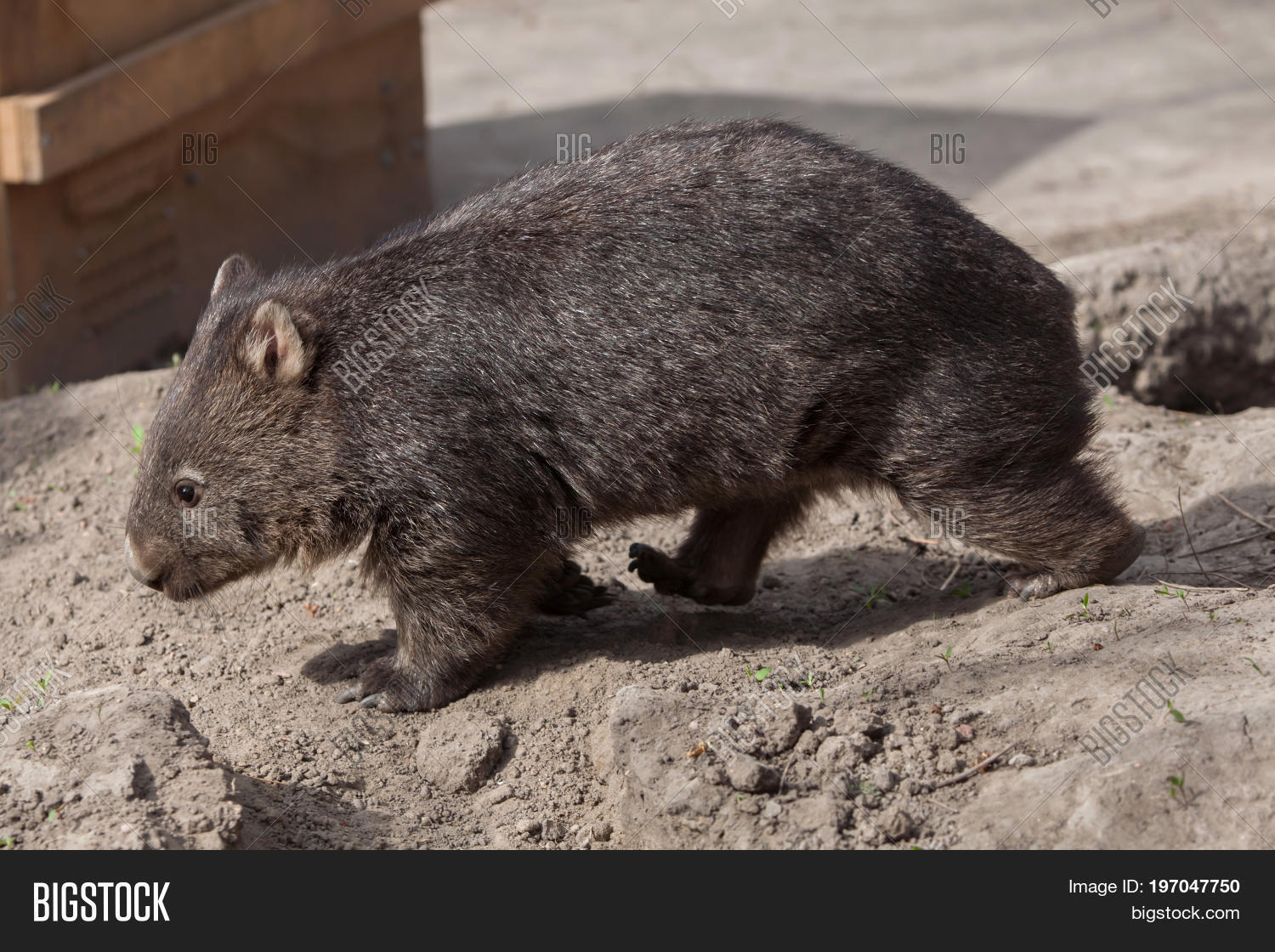 Common Wombat ( Image & Photo (Free Trial) | Bigstock