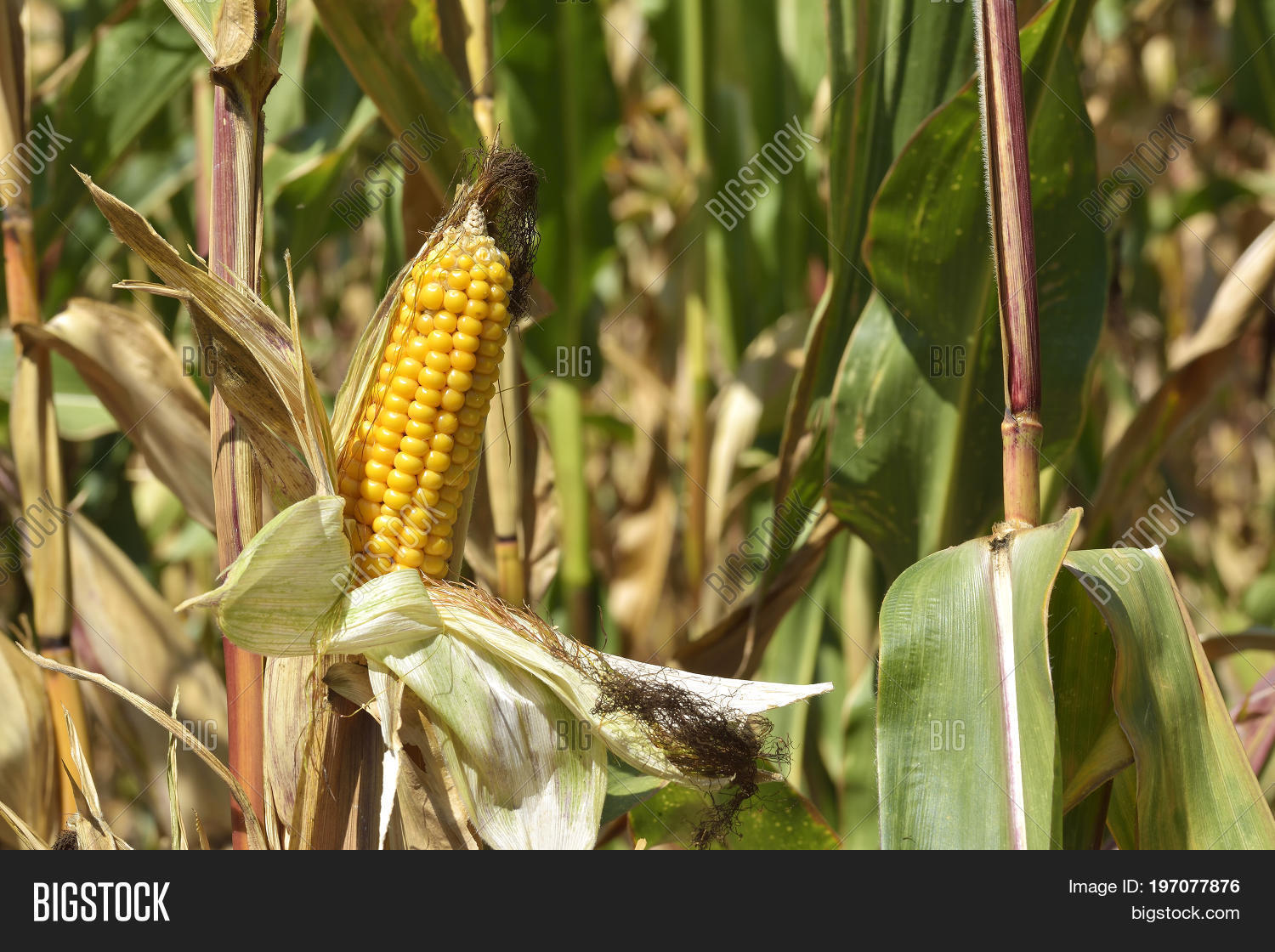Corn Field. Mature Image & Photo (Free Trial) | Bigstock