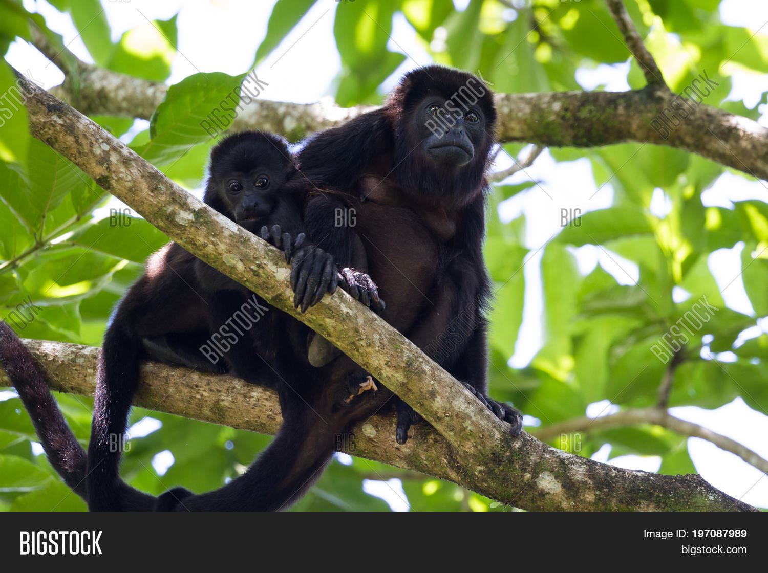 Baby Howler Monkey Image & Photo (Free Trial) | Bigstock