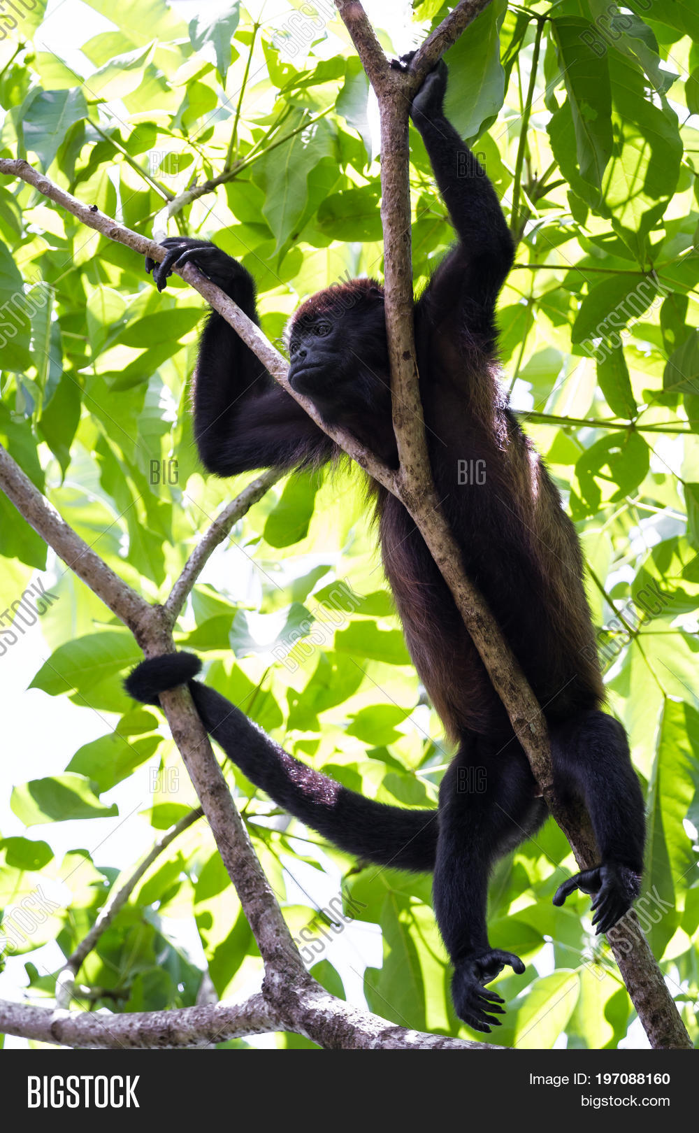 Howler Monkey Trees Image & Photo (Free Trial) | Bigstock