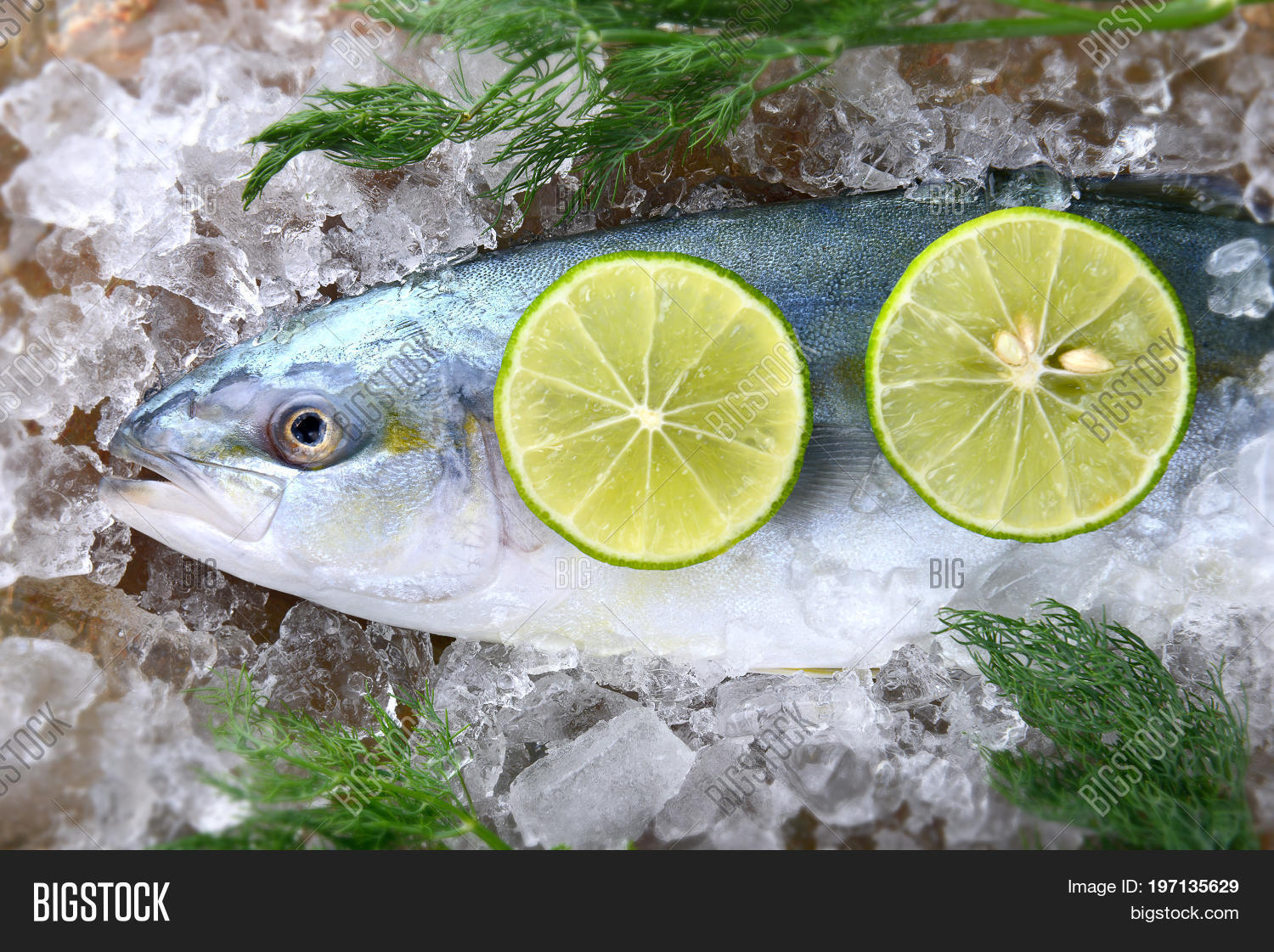 Young Amberjack Fish Image & Photo (Free Trial) | Bigstock