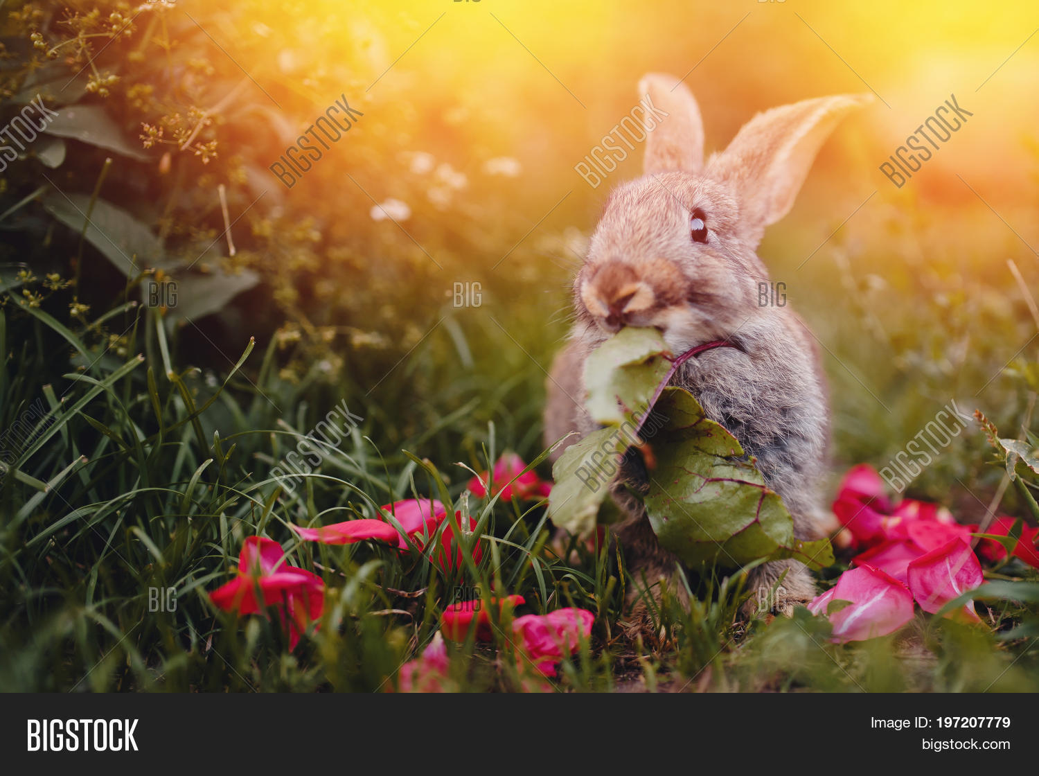 Little Rabbit On Grass Image & Photo (Free Trial) | Bigstock
