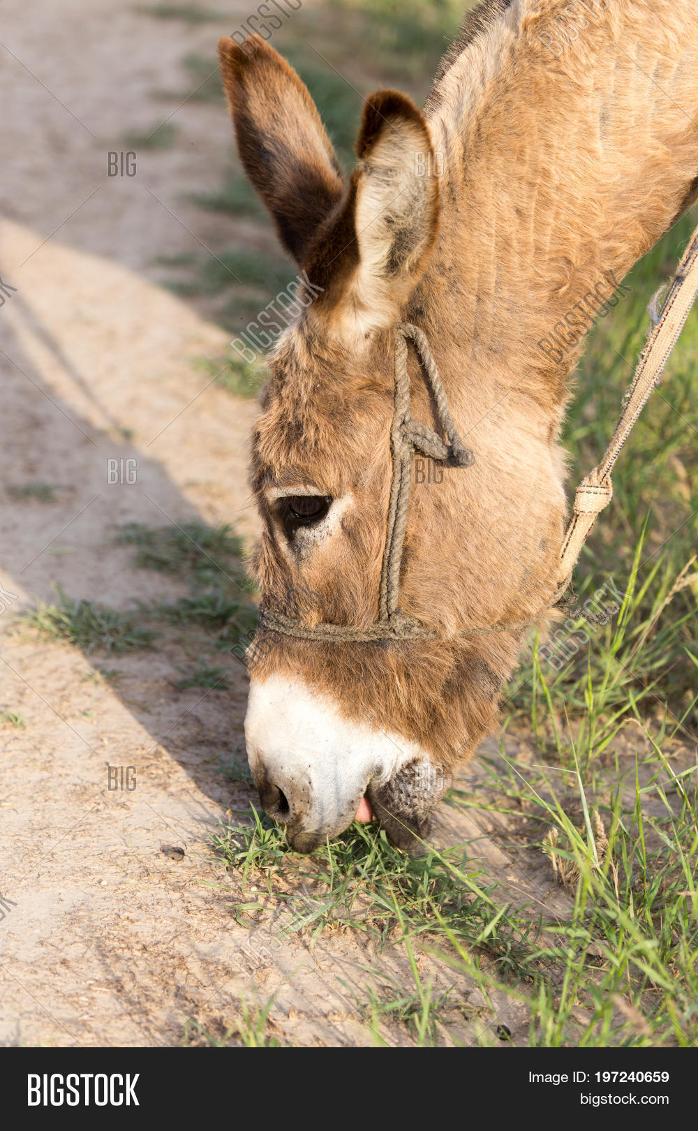 Donkey Eating Grass . Image & Photo (Free Trial) | Bigstock