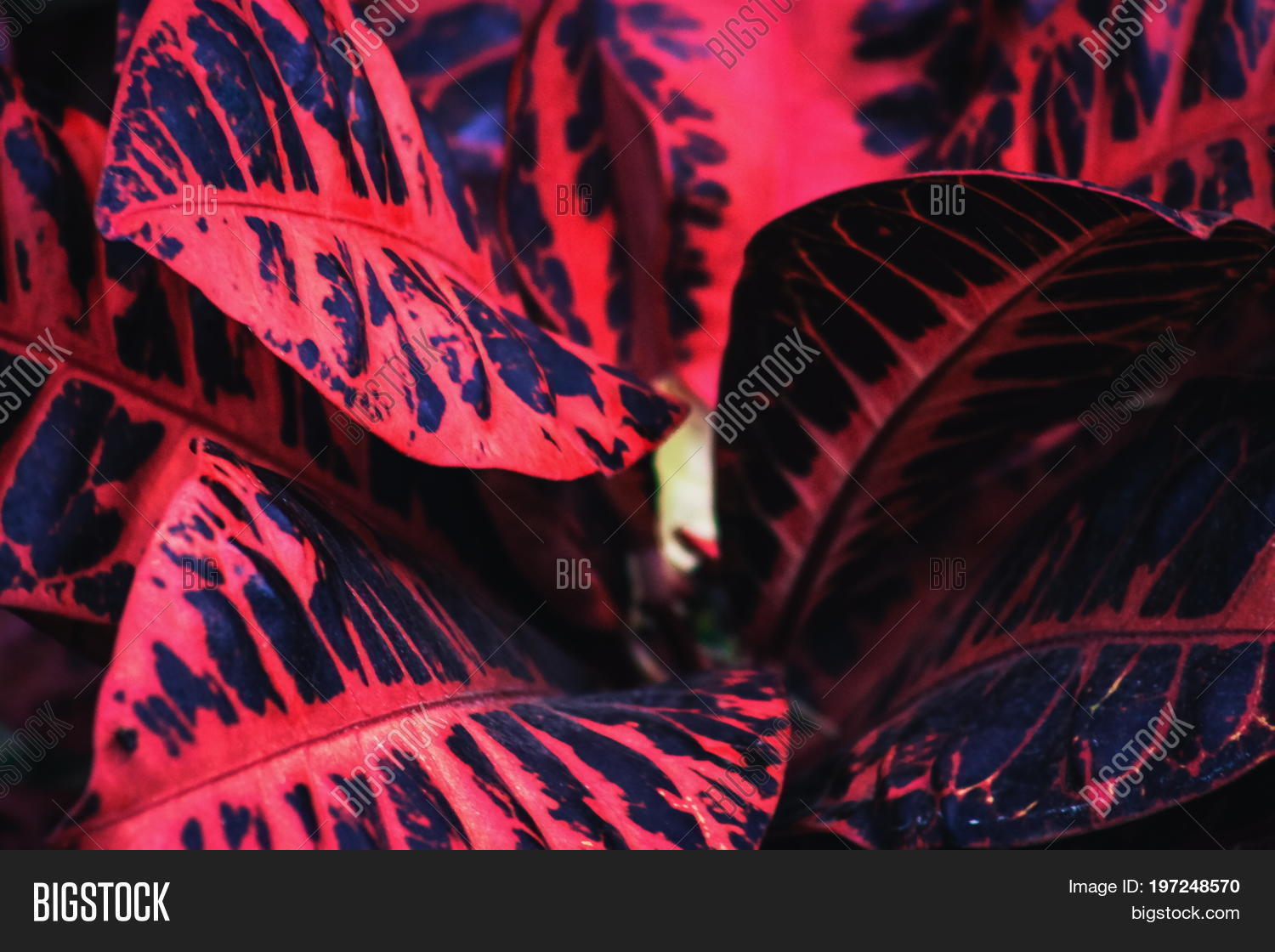 Imagen y foto Garden Croton - (prueba gratis) | Bigstock