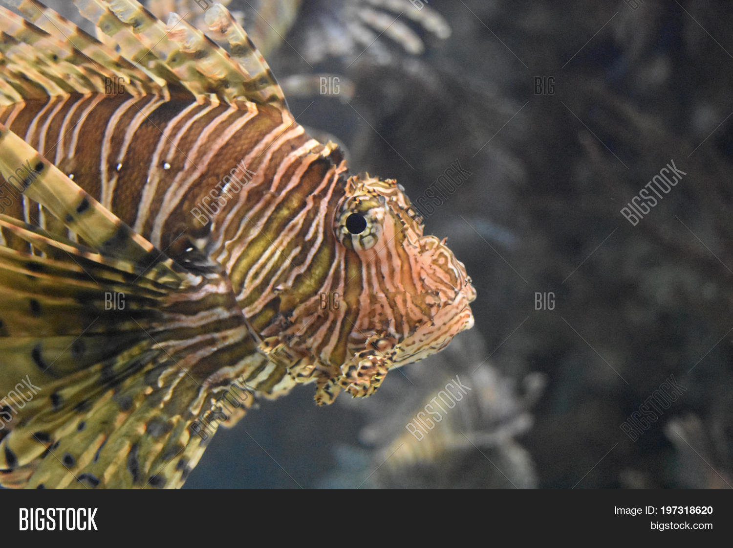 Amazing Brown White Image & Photo (Free Trial) | Bigstock
