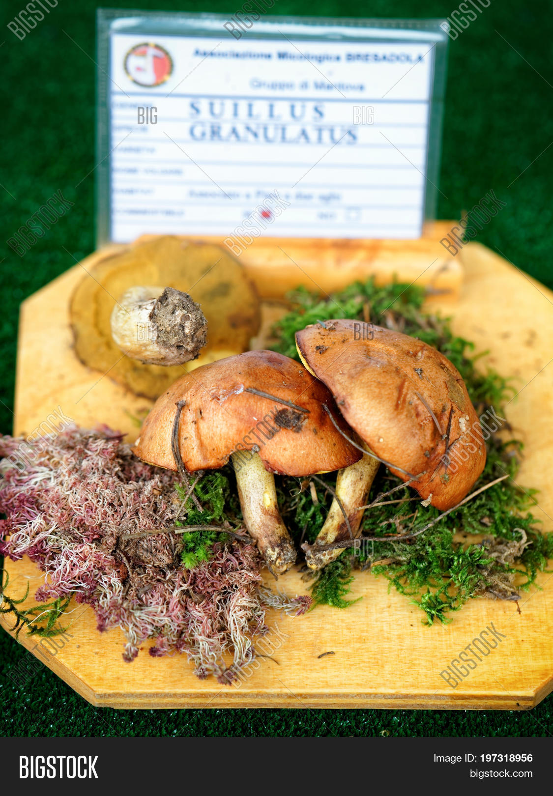 Suilus Granulatus Image & Photo (Free Trial) | Bigstock