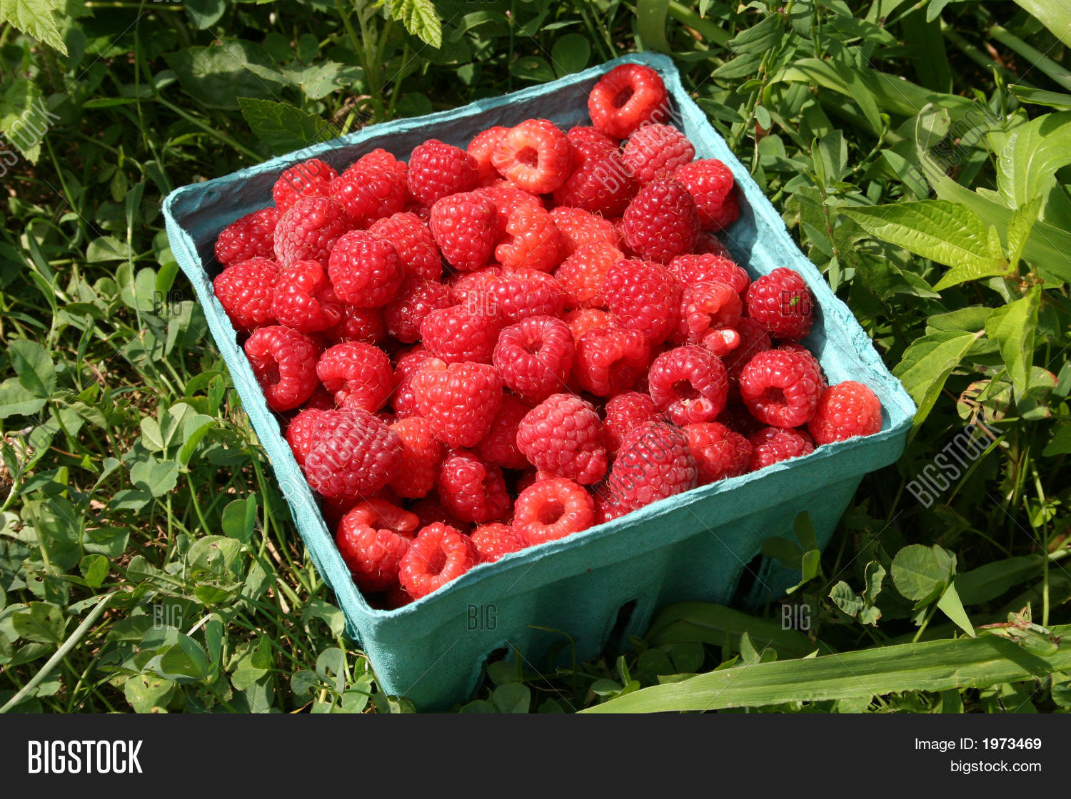 Pint Raspberries Image & Photo (Free Trial) | Bigstock