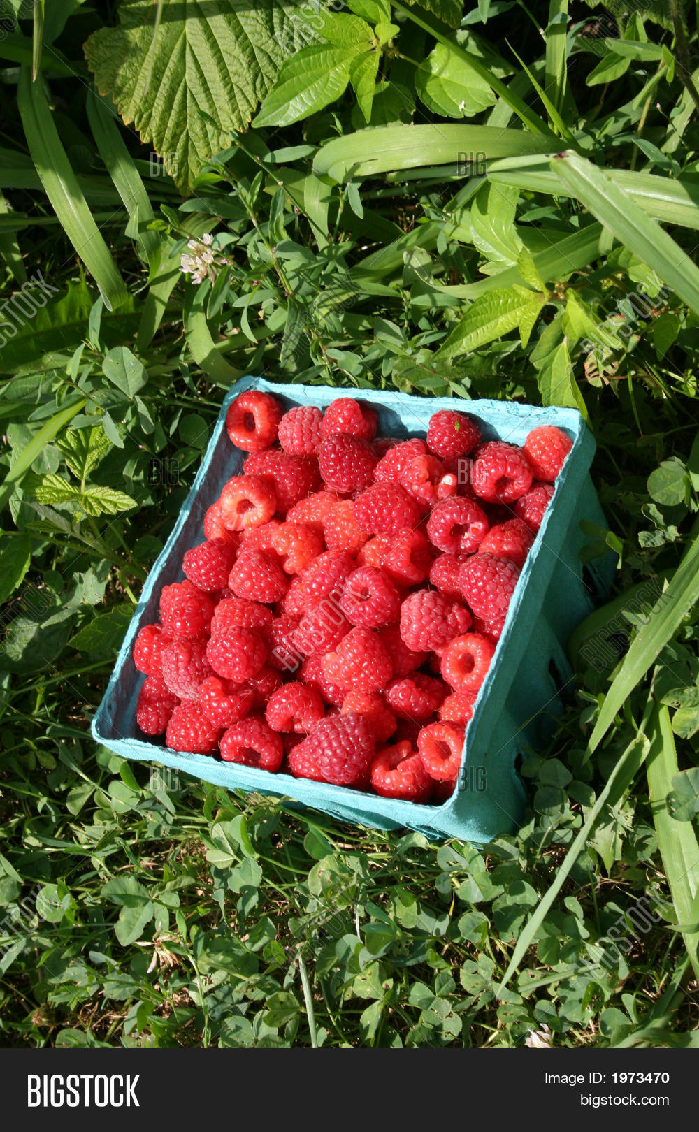 Raspberry Picking Image & Photo (Free Trial) | Bigstock