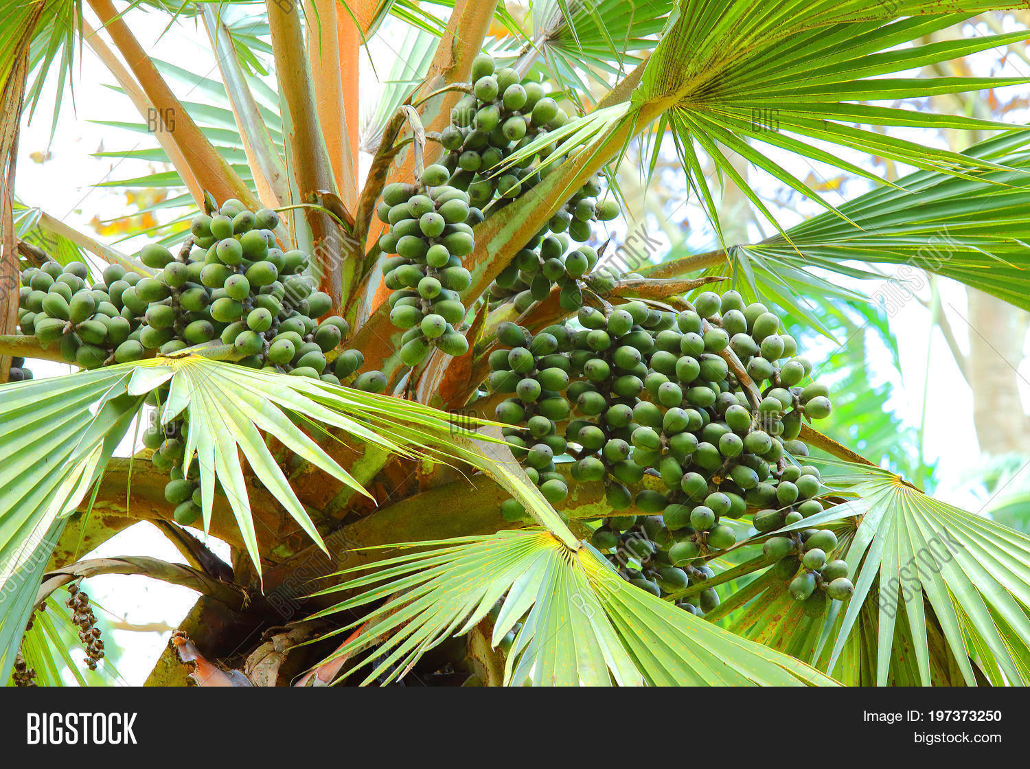 Talipot Palm - Corypha Image & Photo (Free Trial) | Bigstock