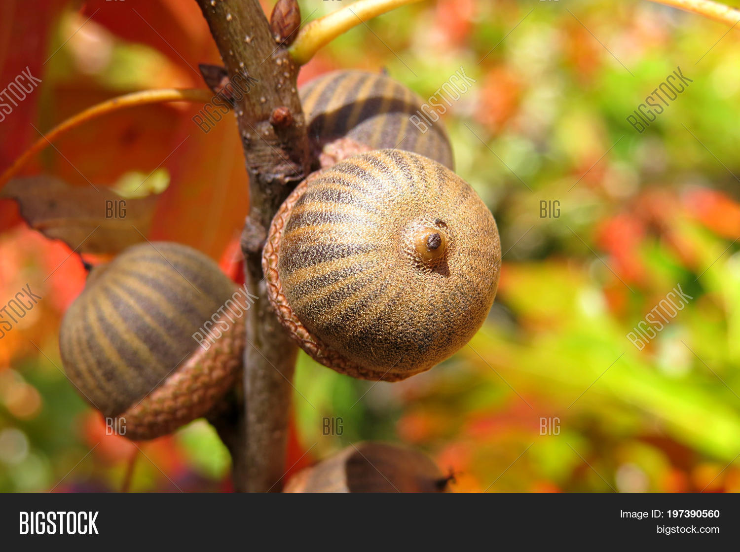 Ripe Round Acorn Nut Image & Photo (Free Trial) | Bigstock