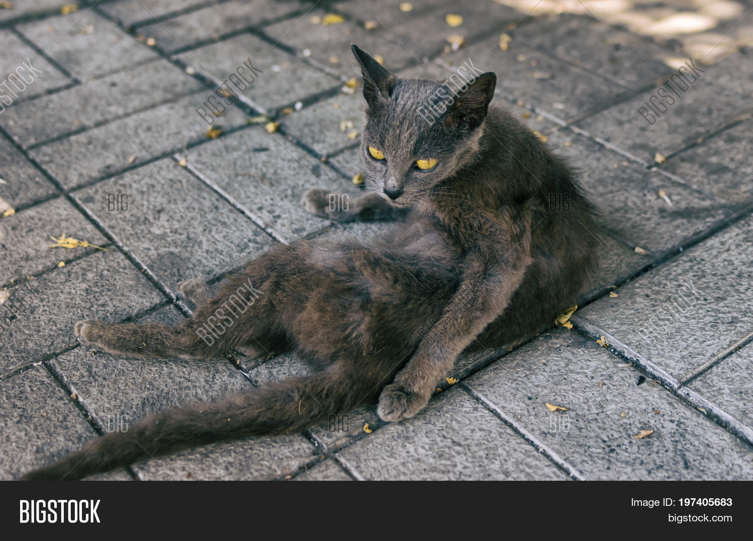 Portrait Alien Cat Image & Photo (Free Trial) | Bigstock