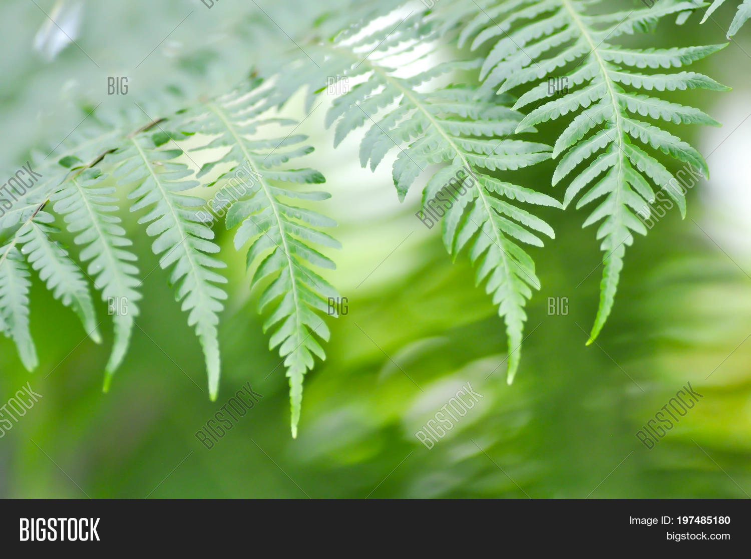 Fern Golden Moss Chain Image & Photo (Free Trial) | Bigstock