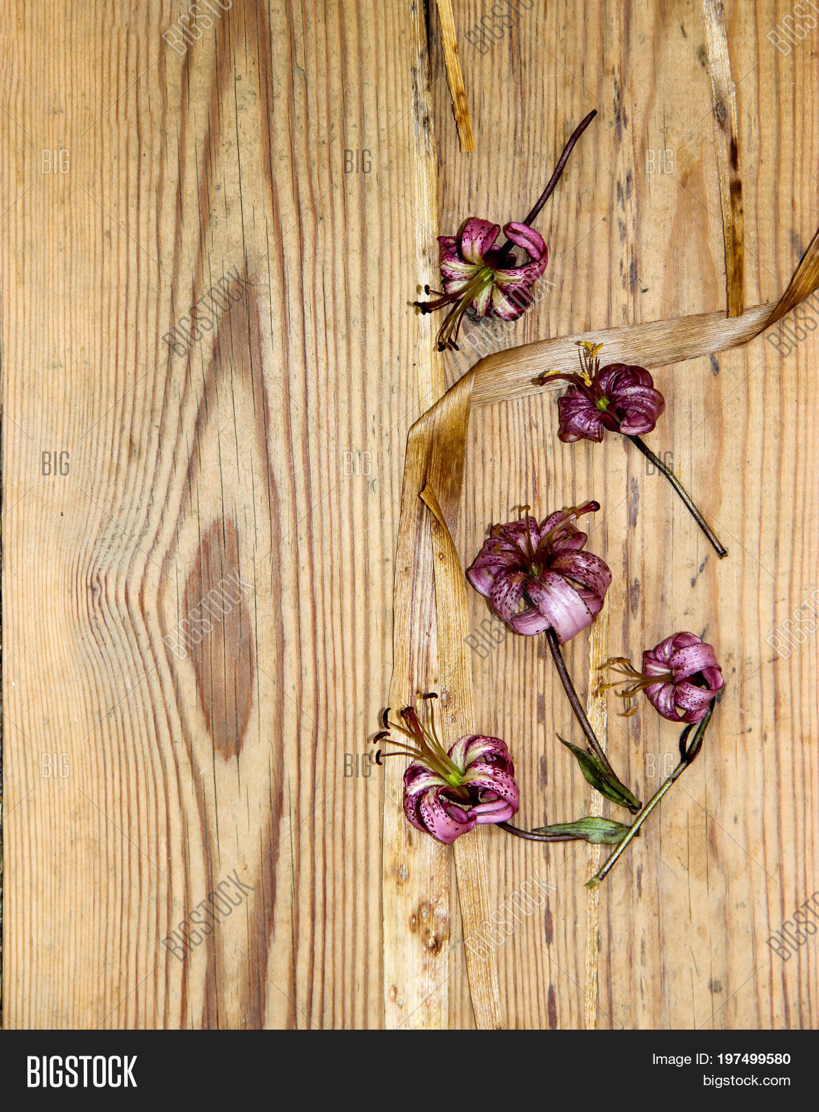 Dried Wilted Lilies On Image & Photo (Free Trial) | Bigstock