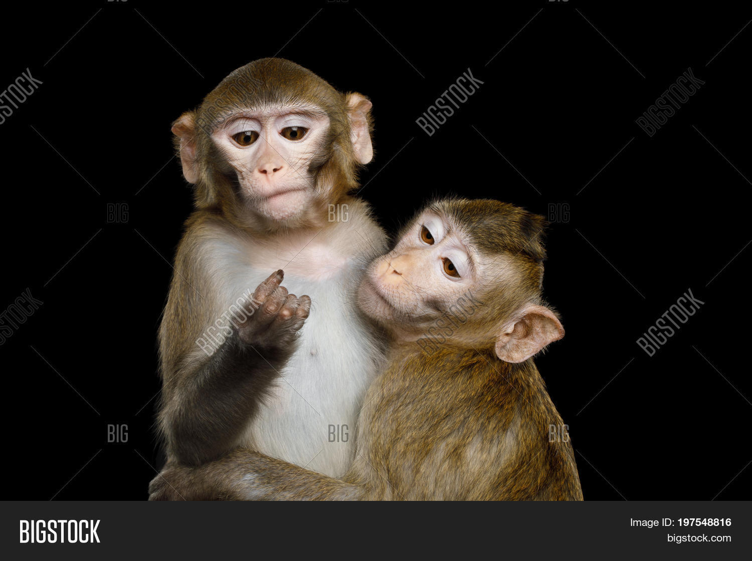 Imagen y foto Portrait Two Monkey (prueba gratis) | Bigstock
