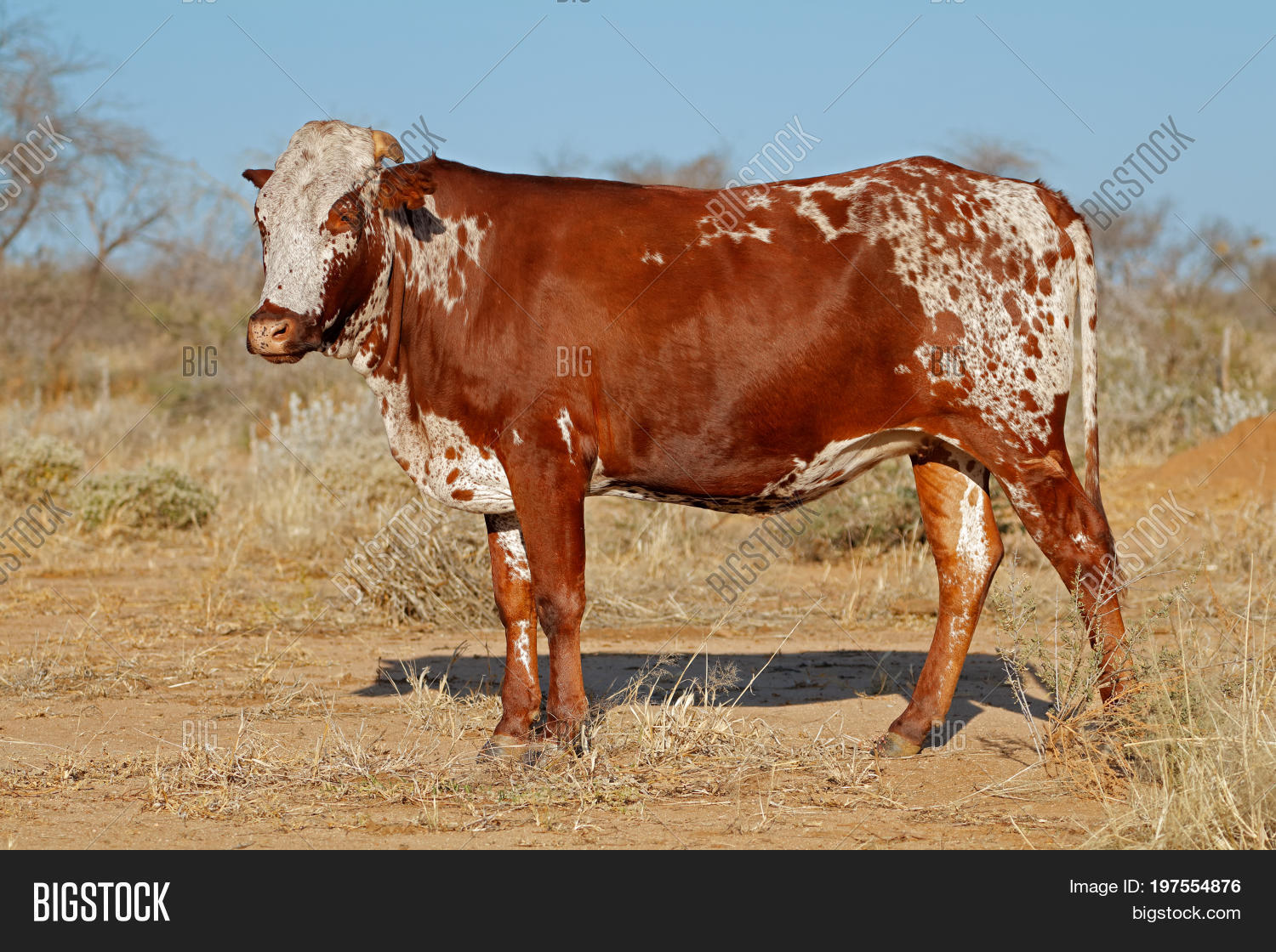 Sanga Cow - Indigenous Image & Photo (Free Trial) | Bigstock