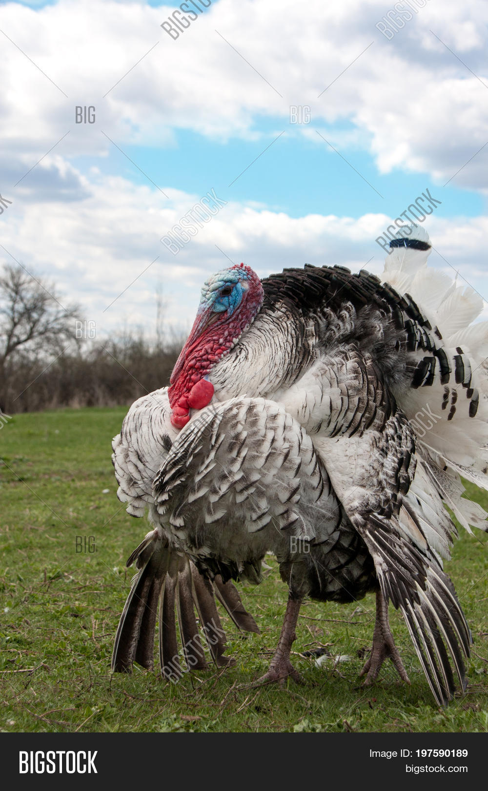 Turkey Male Gobbler Image & Photo (Free Trial) | Bigstock