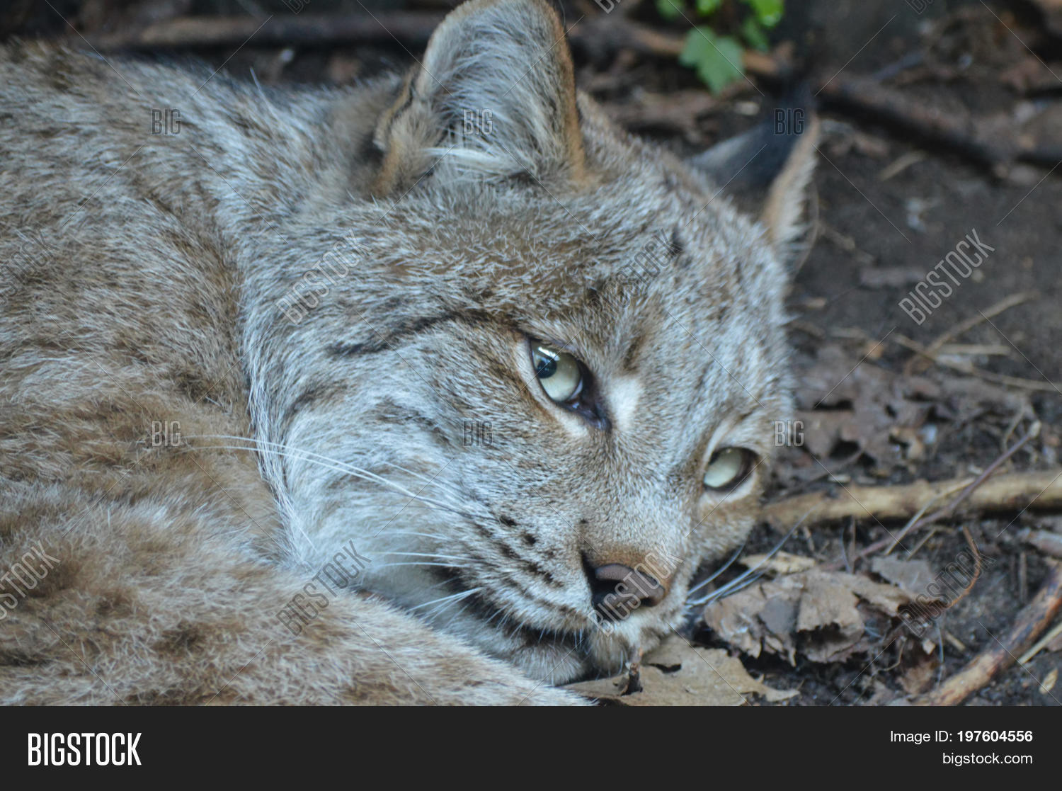 Canadian Lynx Laying Image & Photo (Free Trial) | Bigstock