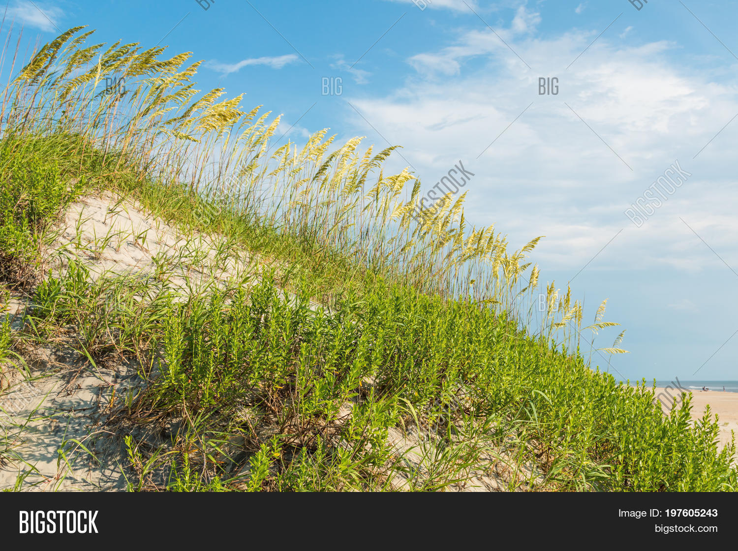Tall Beach Grass Sand Image & Photo (Free Trial) | Bigstock