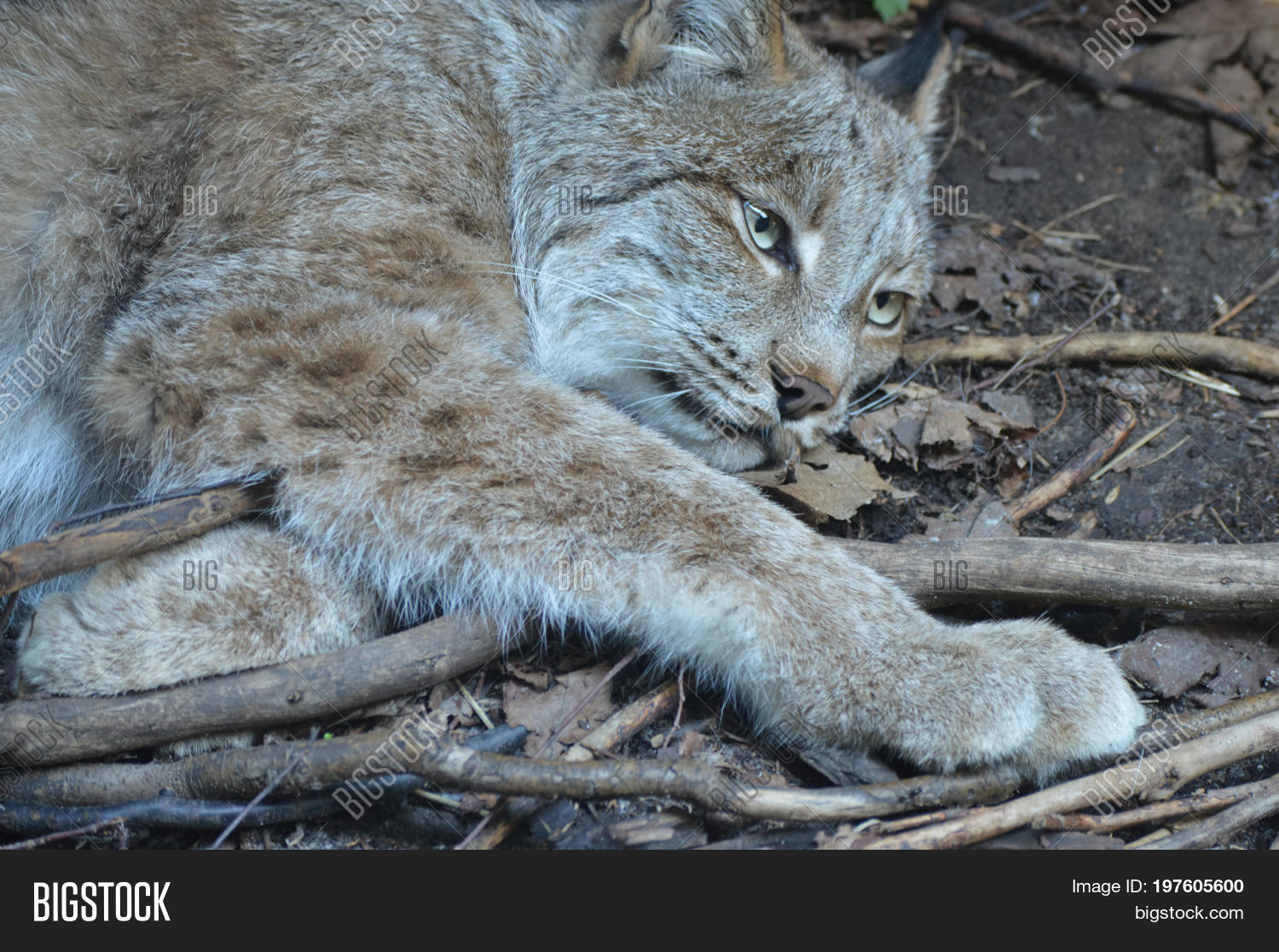 Canadian Lynx Laying Image & Photo (Free Trial) | Bigstock